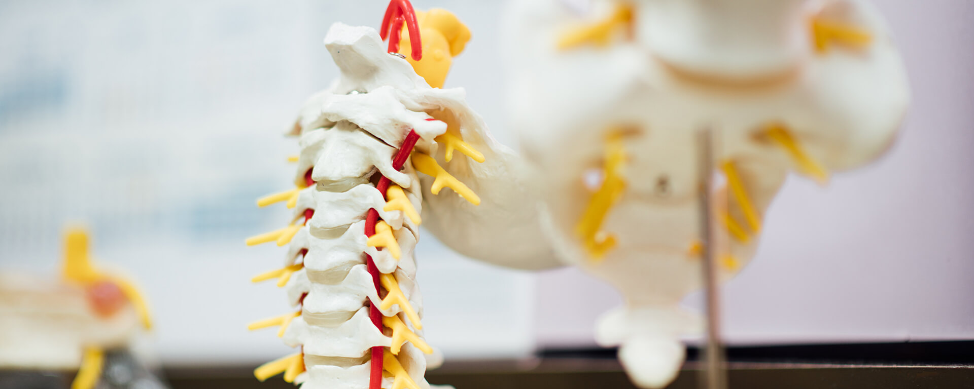 What Does Doctor of Chiropractic School Entail? | University of Bridgeport